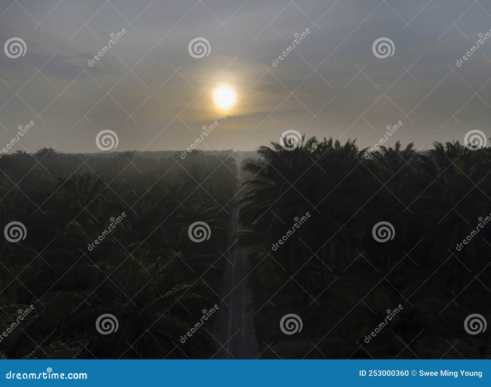 Early Morning Scenery Along the Plantation Road Stock Photo - Image of ...