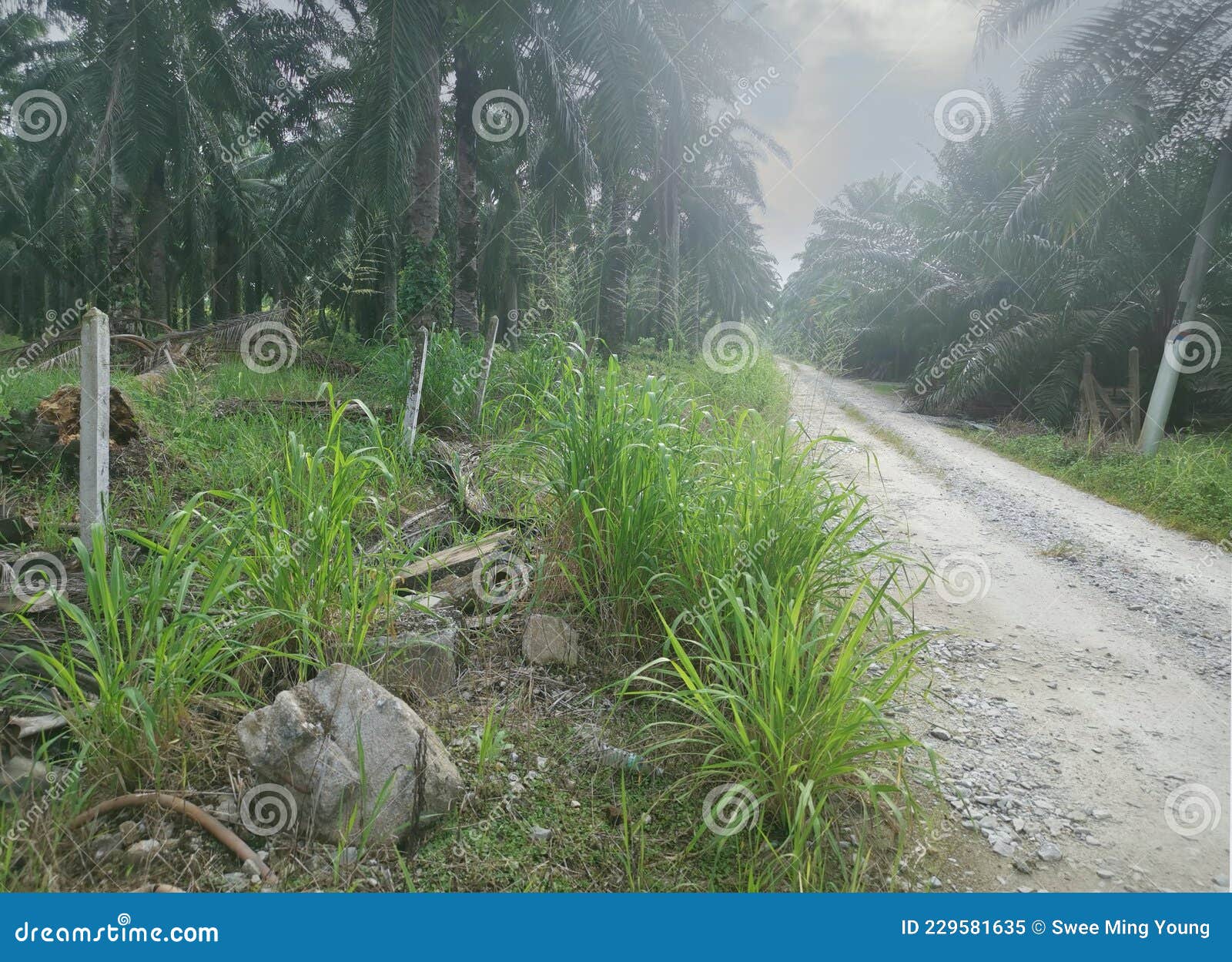 Early Morning Scenery Around the Rural Pathway. Stock Image - Image of ...