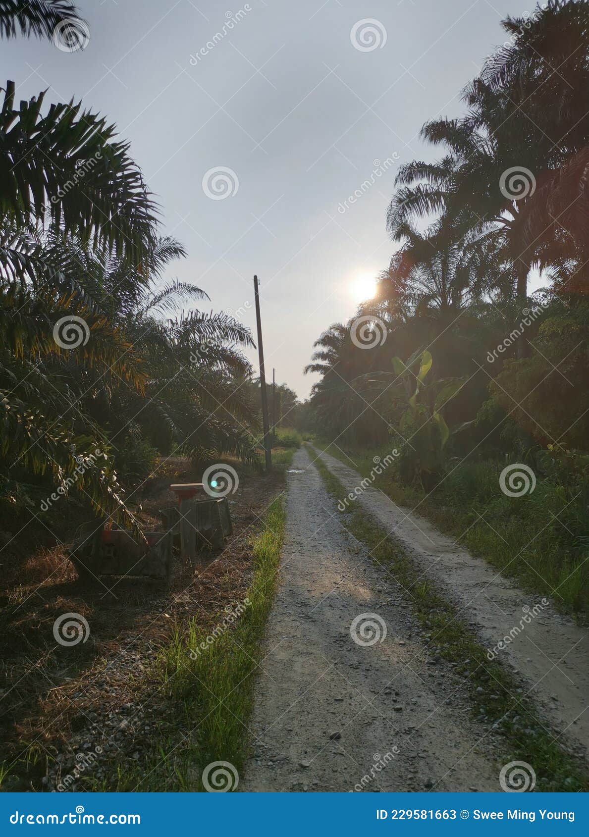 Early Morning Scenery Around the Rural Pathway. Stock Image - Image of ...