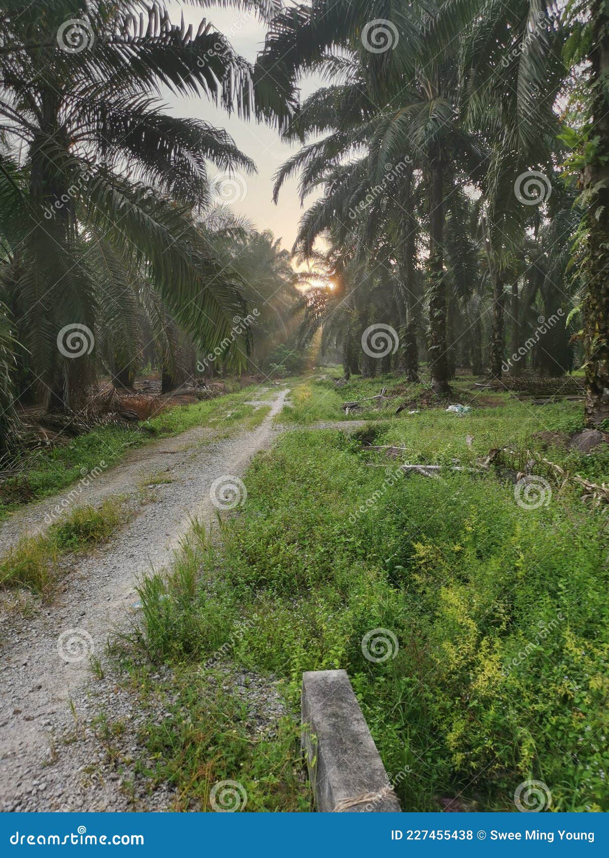 Early Morning Scenery Around the Rural Plantation Stock Photo - Image ...