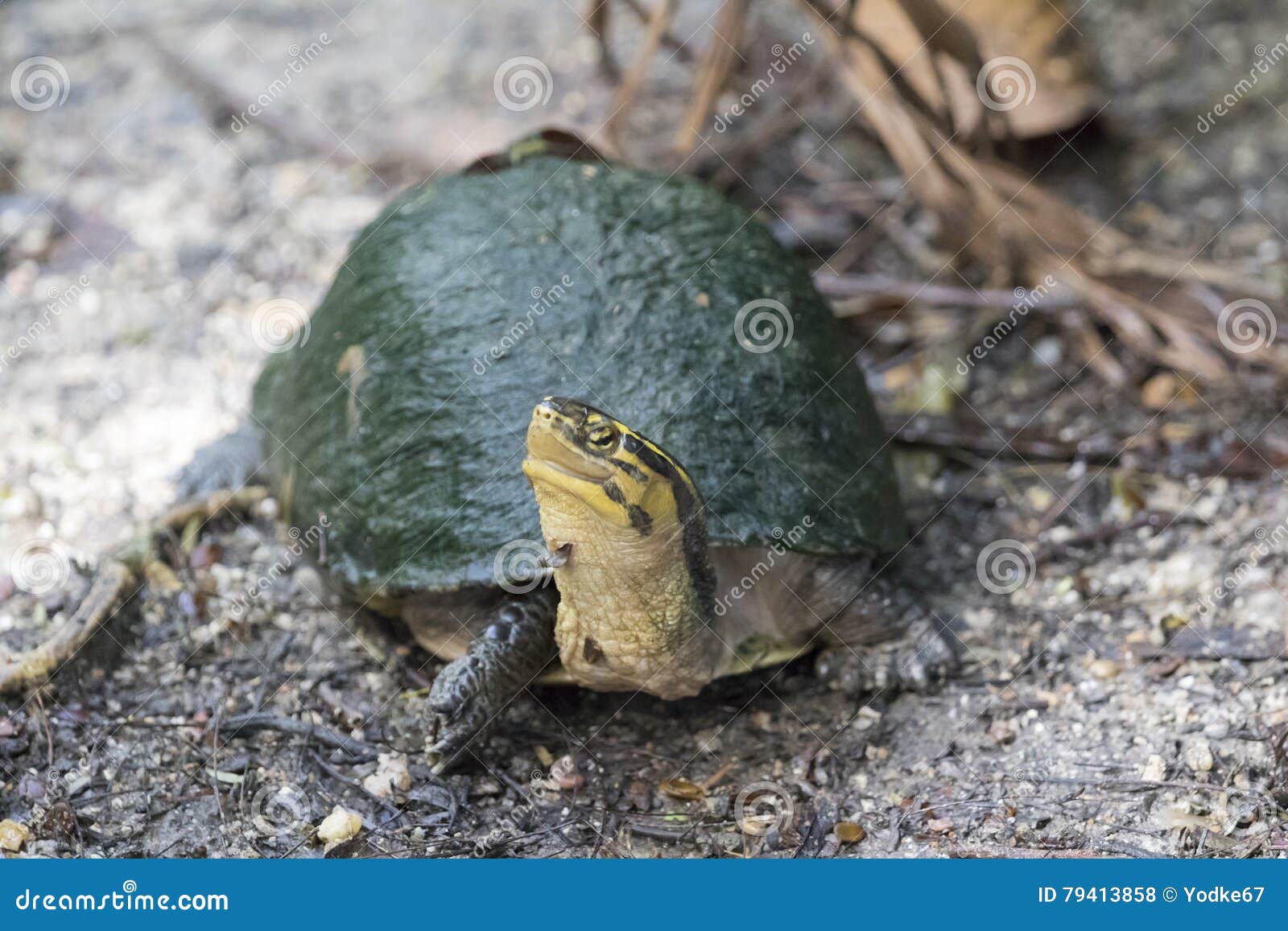 Image of an Eastern Chicken Turtle. Stock Photo - Image of portrait ...
