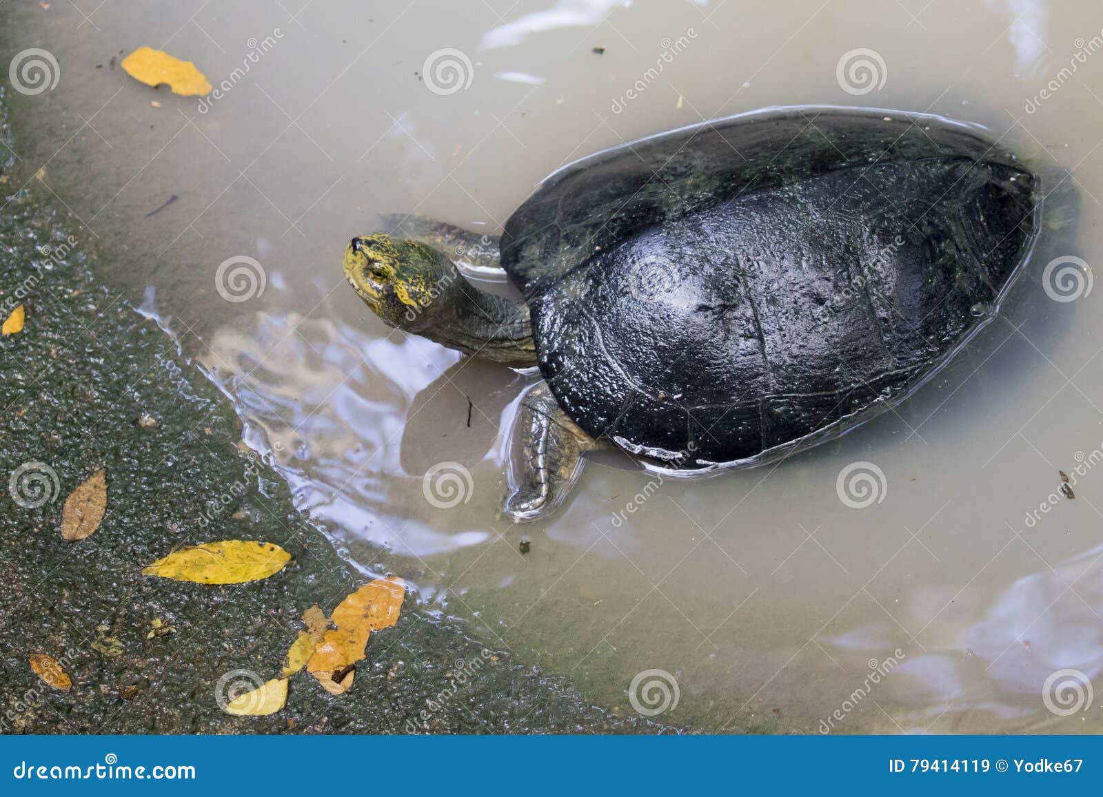 Image of an Eastern Chicken Turtle in Pond. Stock Image - Image of ...