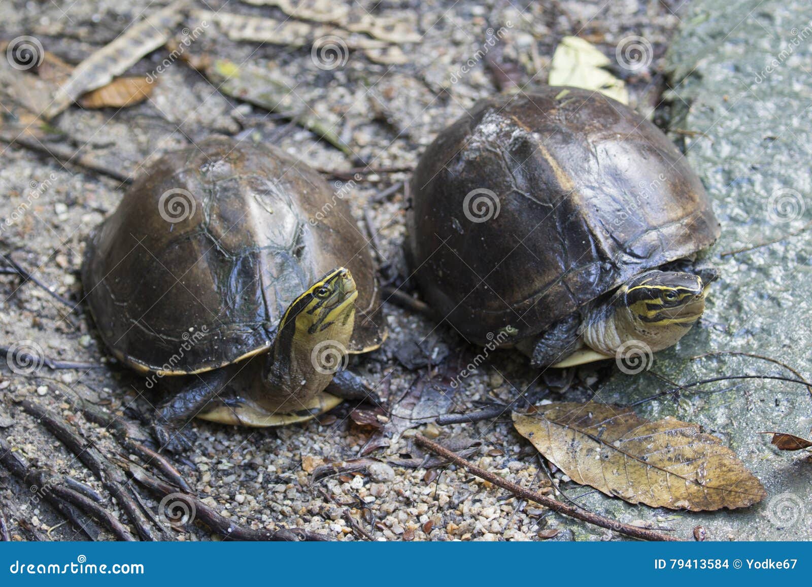 Image of an Eastern Chicken Turtle. Stock Photo - Image of cute ...