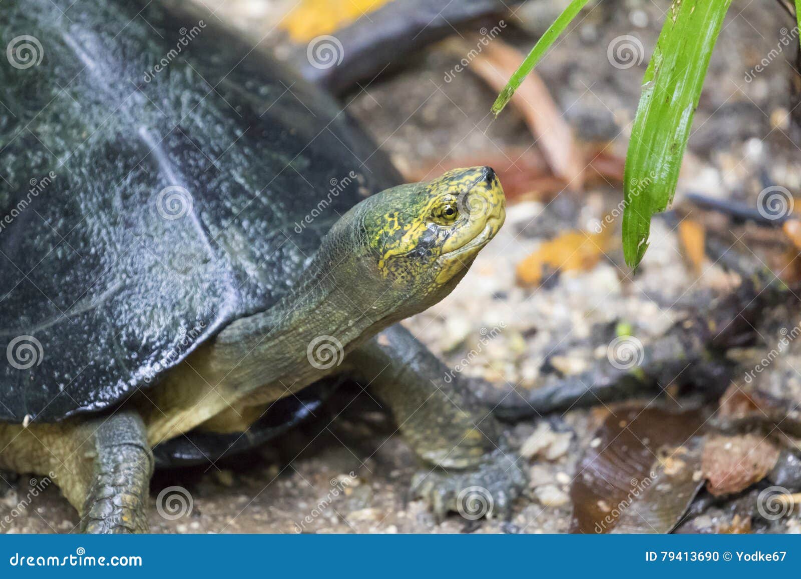 Image of an Eastern Chicken Turtle. Stock Photo - Image of shell, skin ...