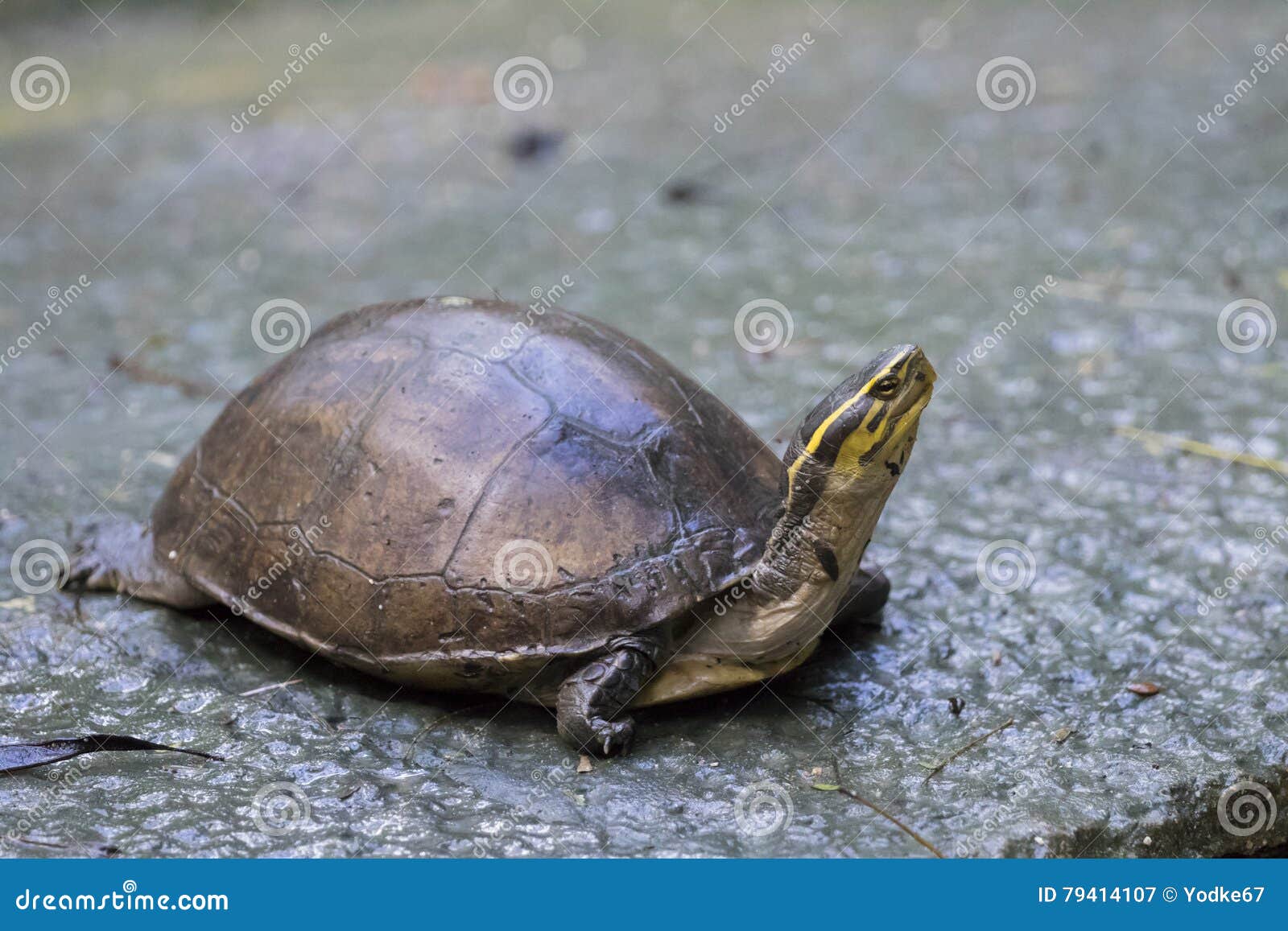 Image of an Eastern Chicken Turtle. Stock Image - Image of environment ...