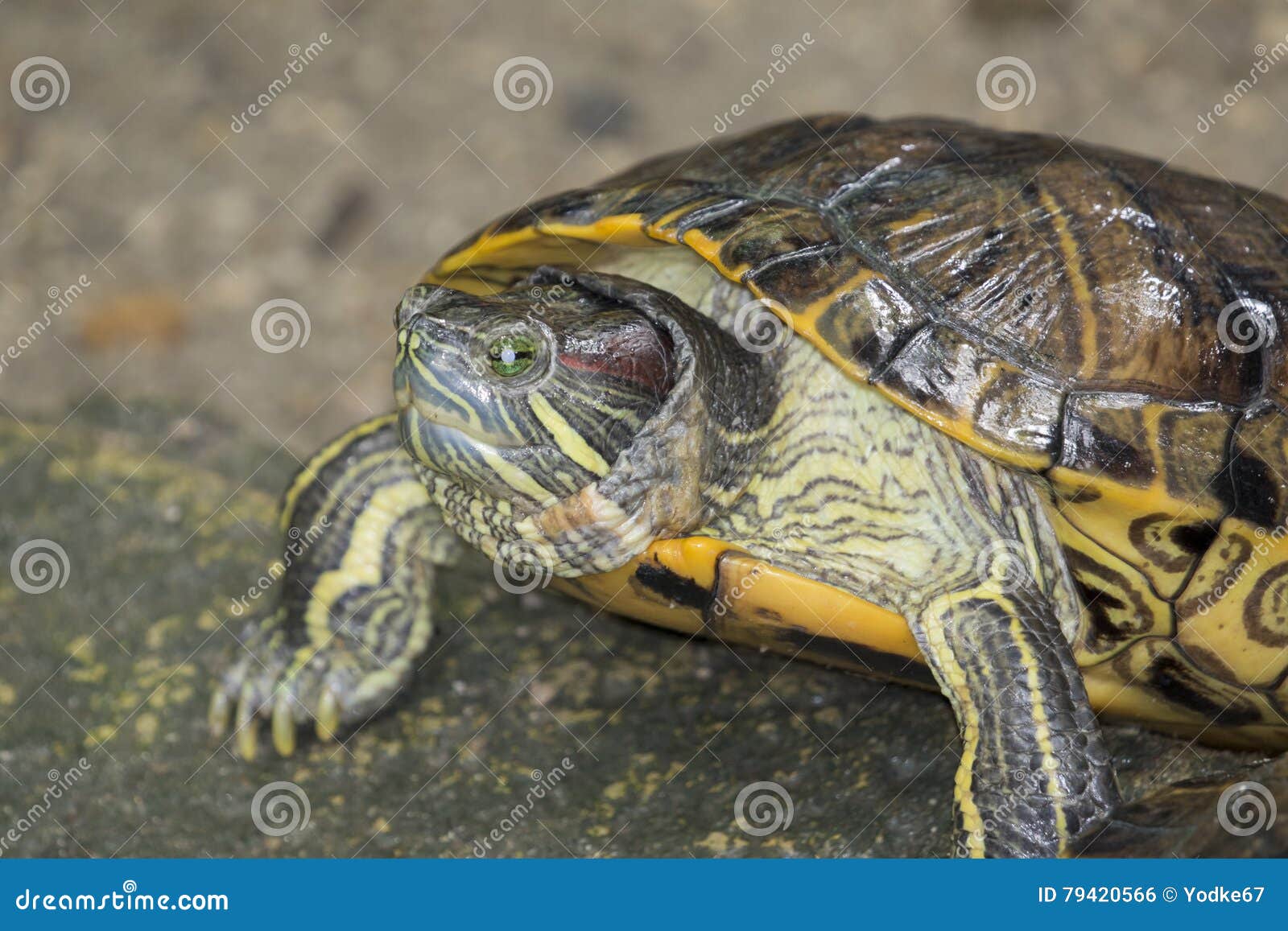 Image of an Eastern Chicken Turtle. Stock Photo - Image of carapace ...