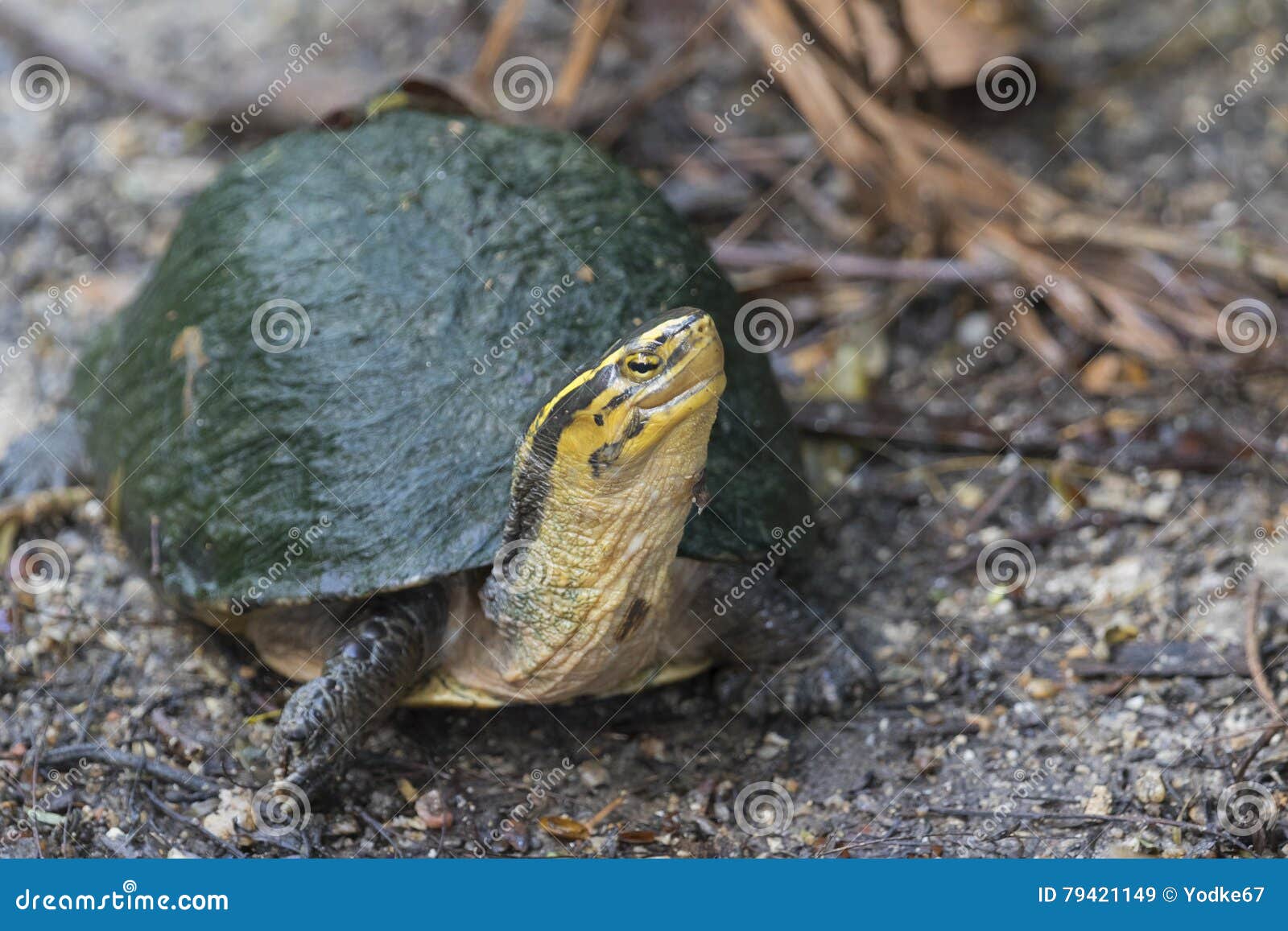 Image of an Eastern Chicken Turtle. Stock Image - Image of mascot ...