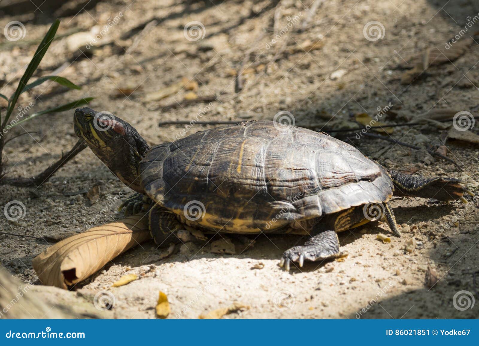 Image of an Eastern Chicken Turtle in Thailand. Stock Image - Image of ...