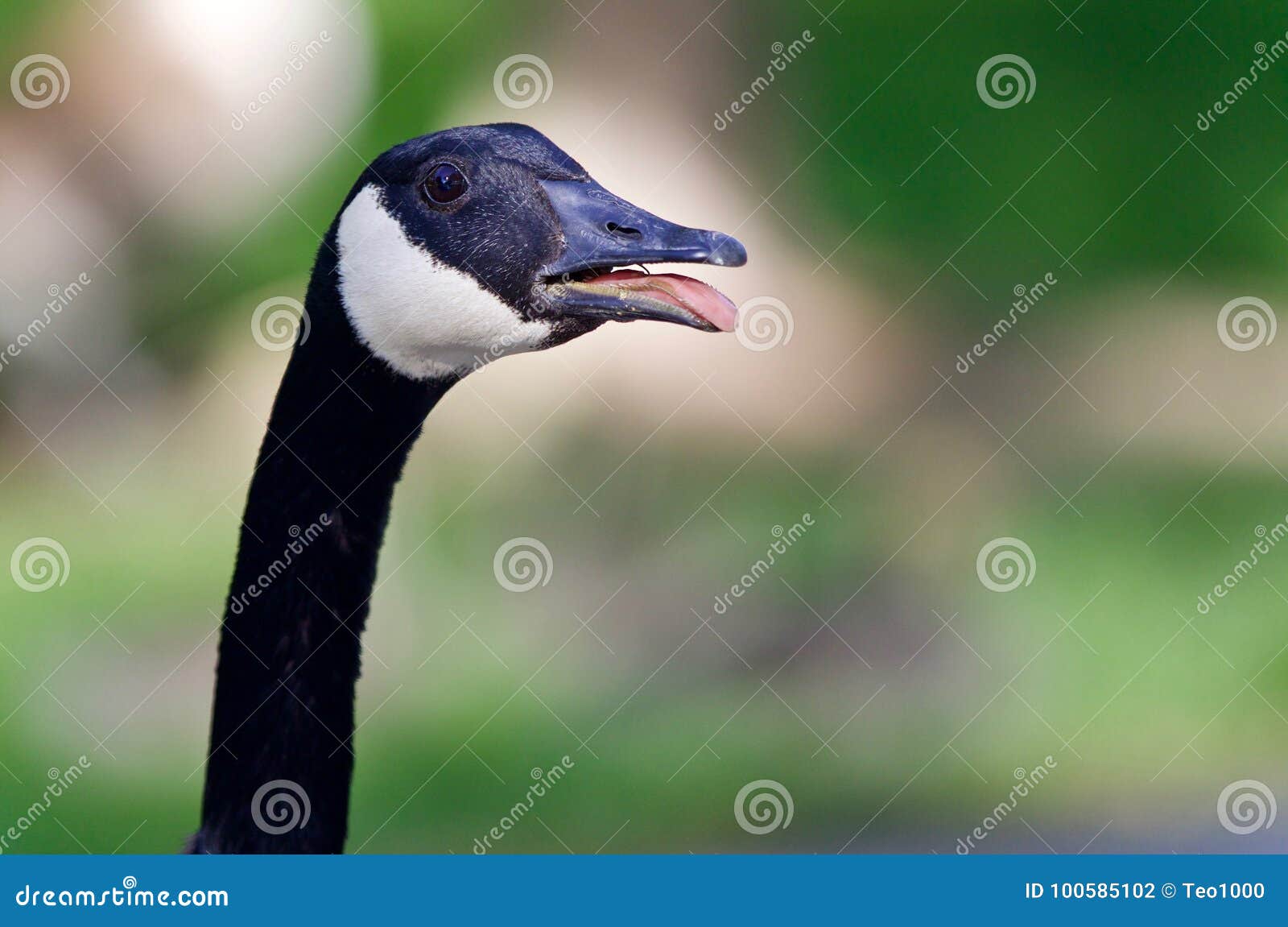 Image of an Emotional Canada Goose Screaming Stock Photo - Image of ...