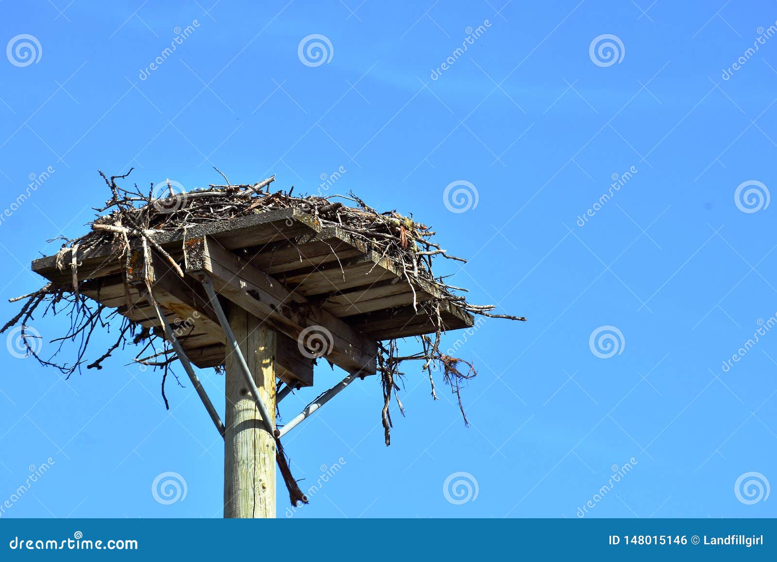 Empty Eagle Nest stock photo. Image of nature, background - 148015146