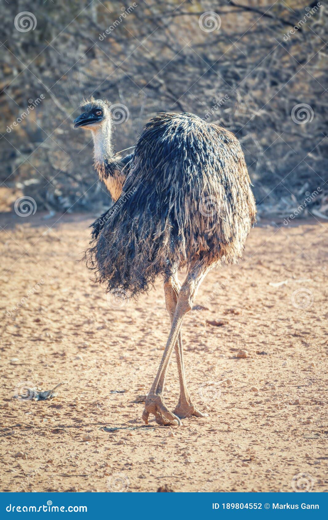 Emu Bird in the Australia Outback Stock Photo - Image of back, isolated ...