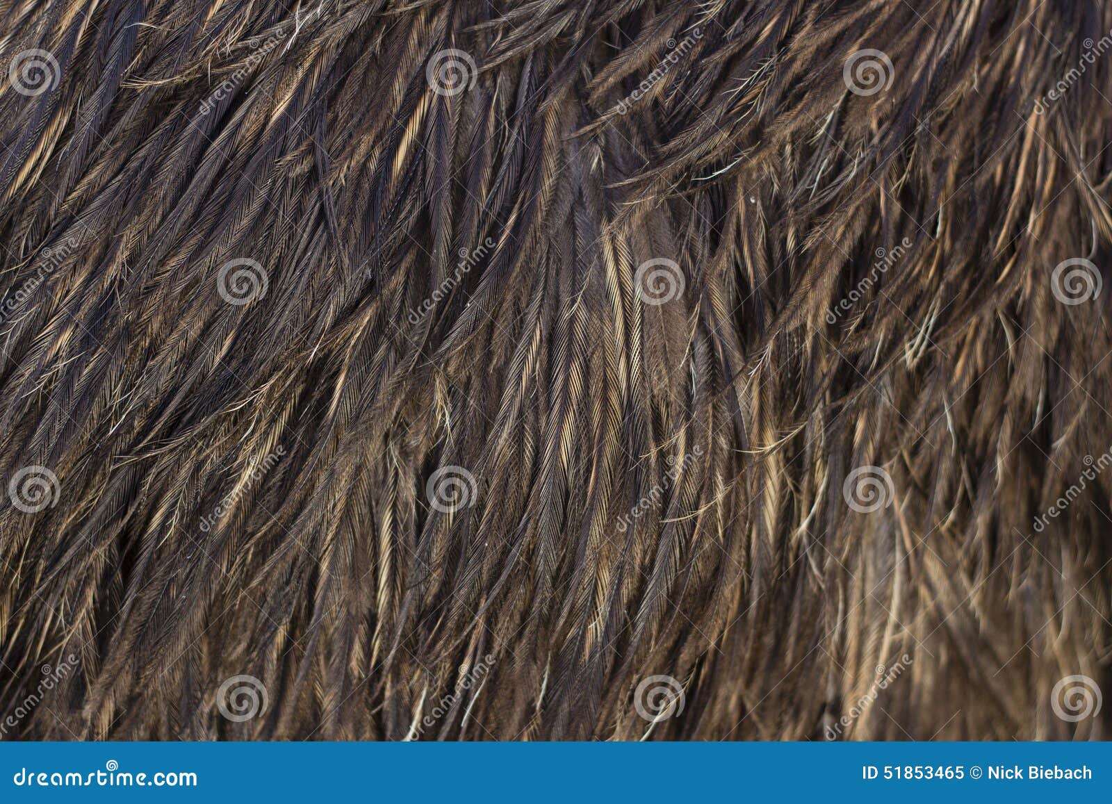 Image of Emu Feathers stock image. Image of nature, display - 51853465
