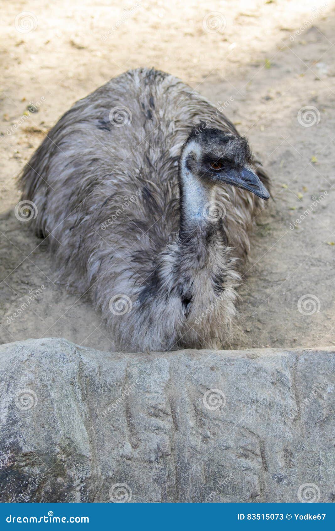 Image Emu Ground Thailand Stock Photos - Free & Royalty-Free Stock ...