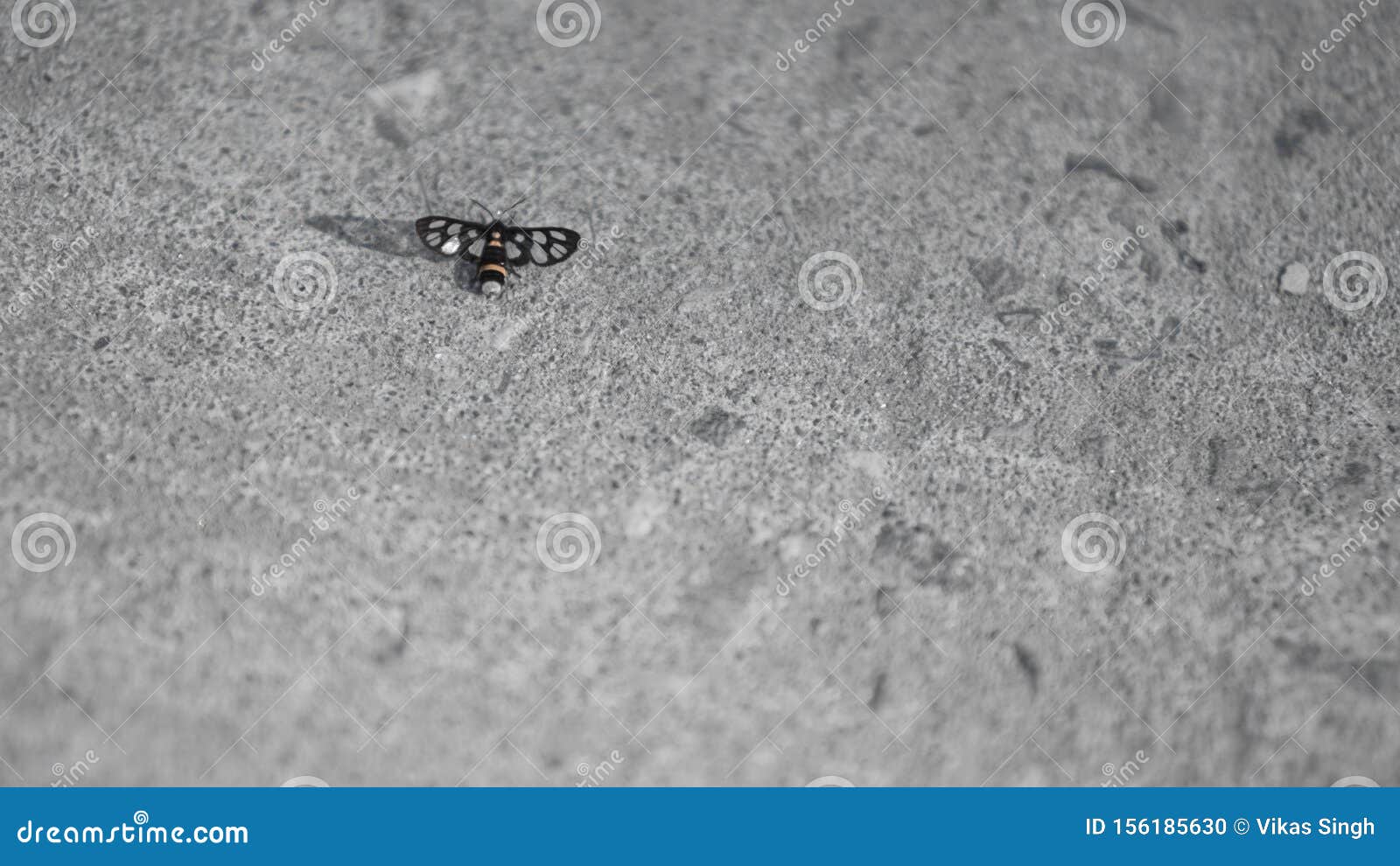 Image En Noir Et Blanc D'un Insecte Volant Photo stock - Image du ...