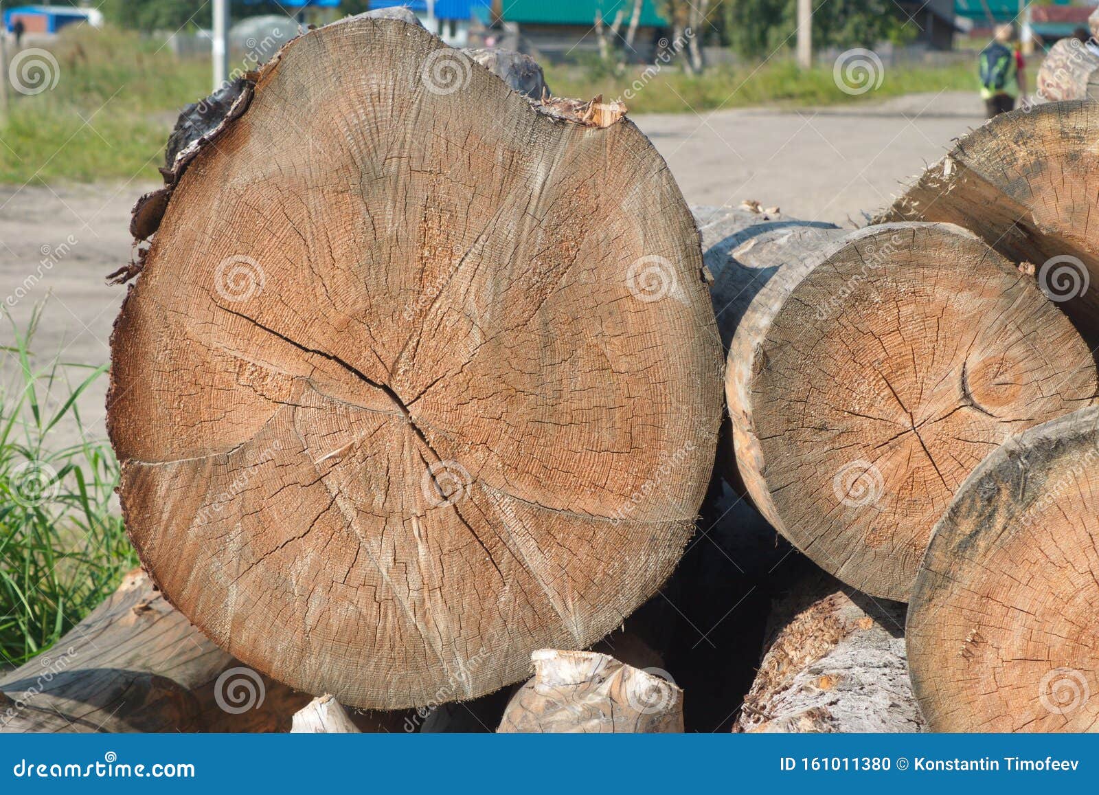 Image of the Ends of Pine Logs Stacked Logs Stock Photo - Image of ...