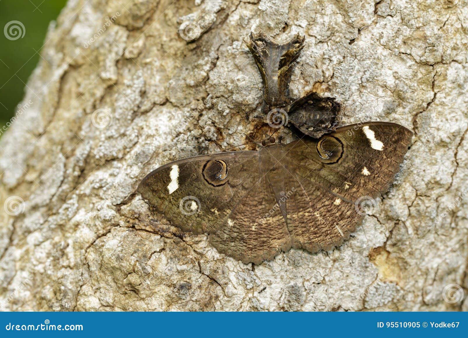 Erebus Hieroglyphica Moth Stock Photography | CartoonDealer.com #62852990