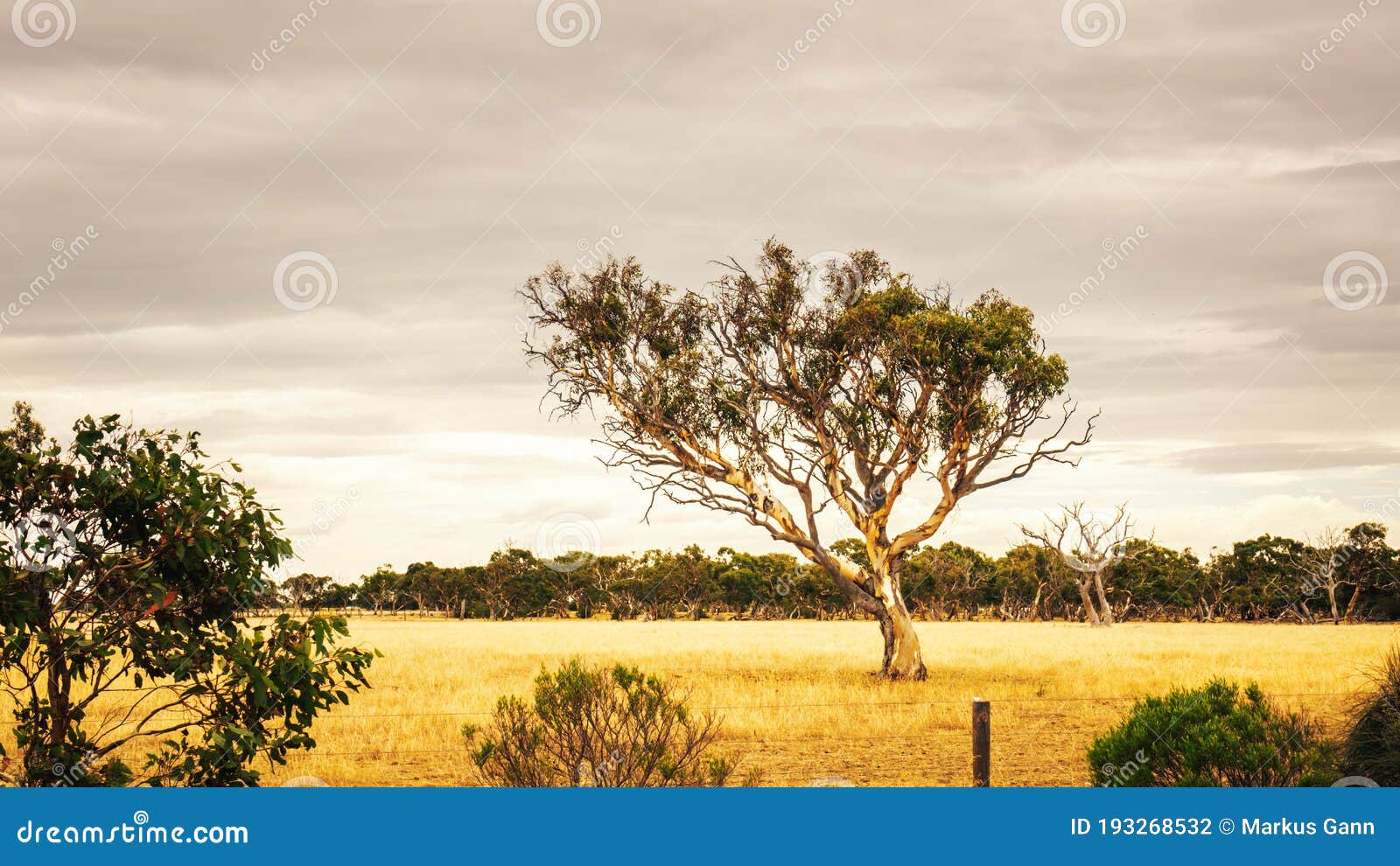Eucalyptus Tree in an Australian Landscape Scenery Stock Photo - Image ...