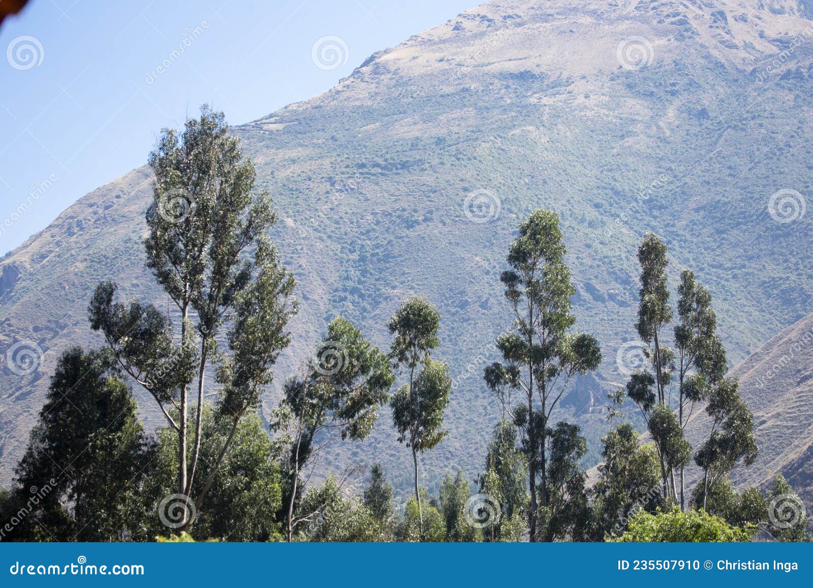 Image of Eucalyptus Tree in Peruvian Andes. Stock Photo - Image of ...