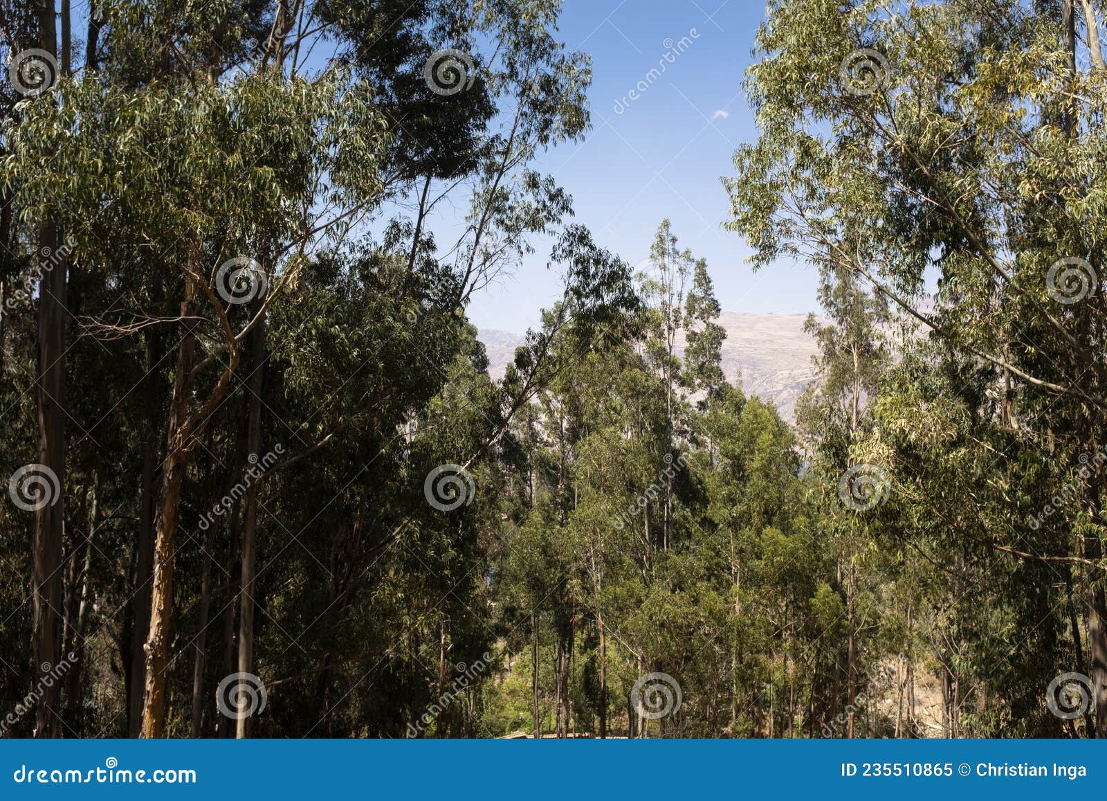 Image of Eucalyptus Tree in Peruvian Andes. Stock Image - Image of ...