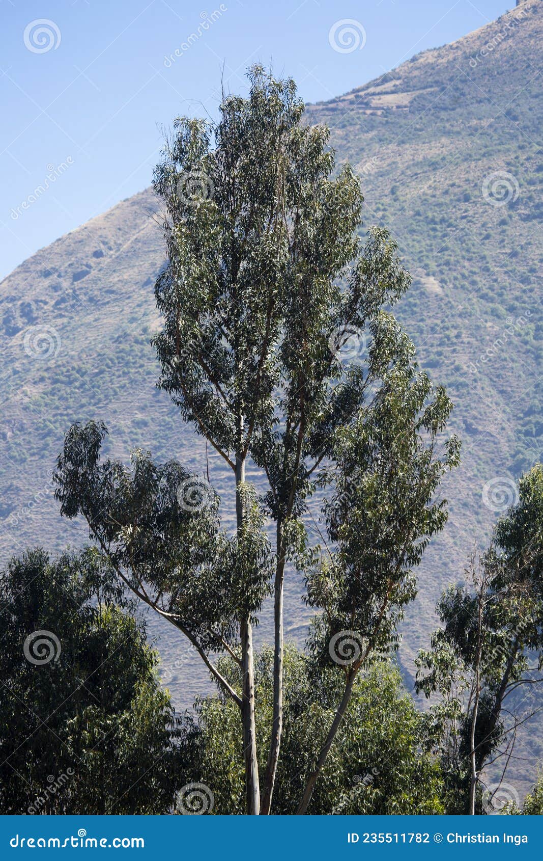 Image of Eucalyptus Tree in Peruvian Andes. Stock Photo - Image of ...