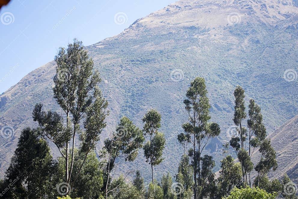 Image of Eucalyptus Tree in Peruvian Andes. Stock Image - Image of ...