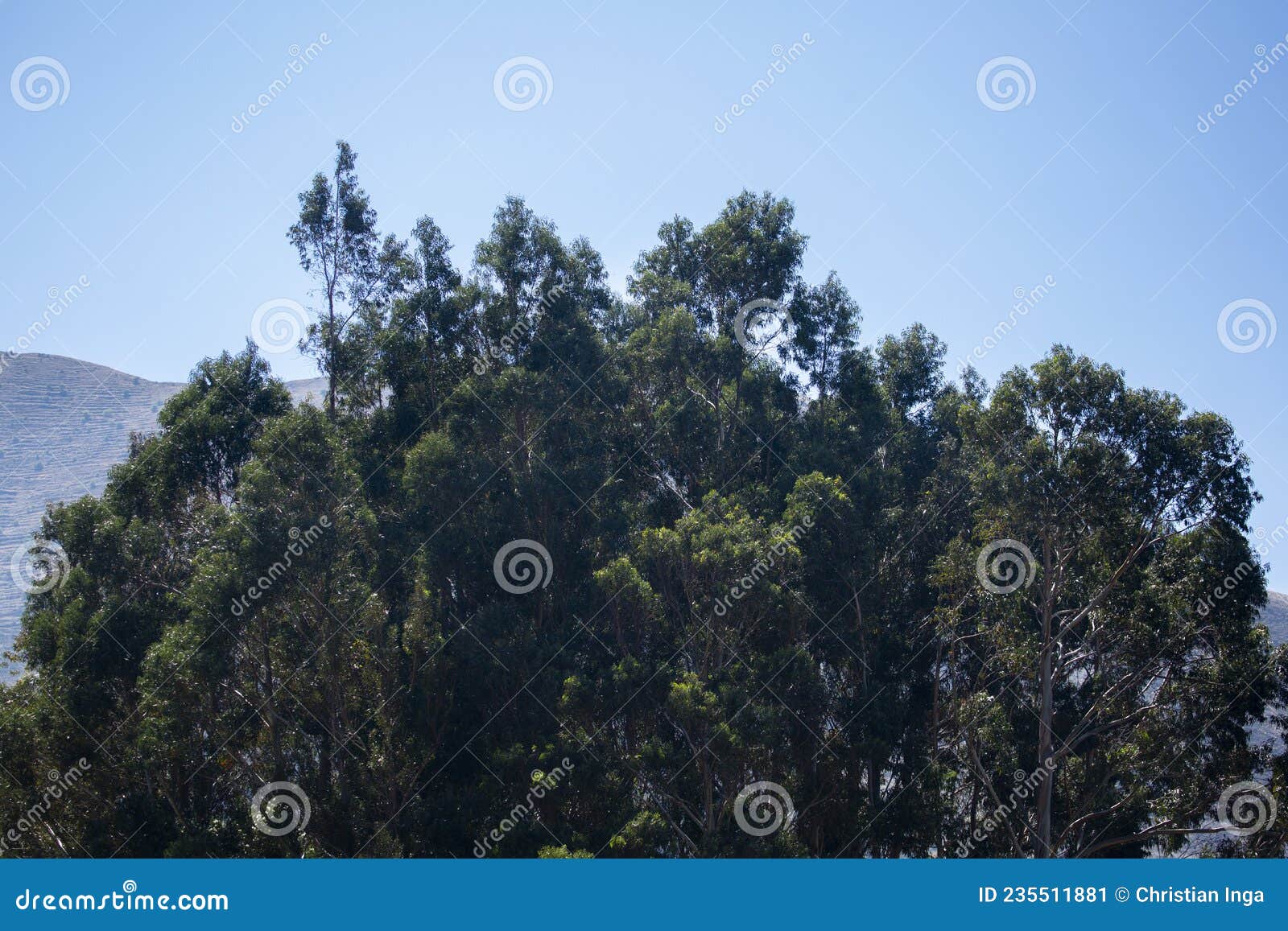 Image of Eucalyptus Tree in Peruvian Andes. Stock Image - Image of peru ...