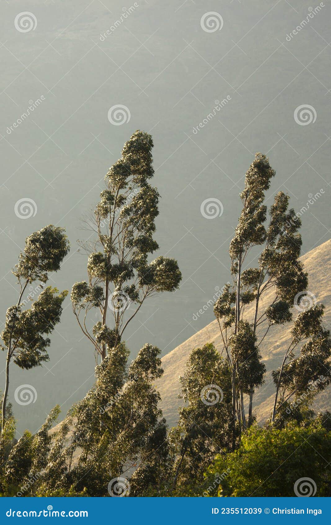 Image of Eucalyptus Tree in Peruvian Andes. Stock Image - Image of park ...