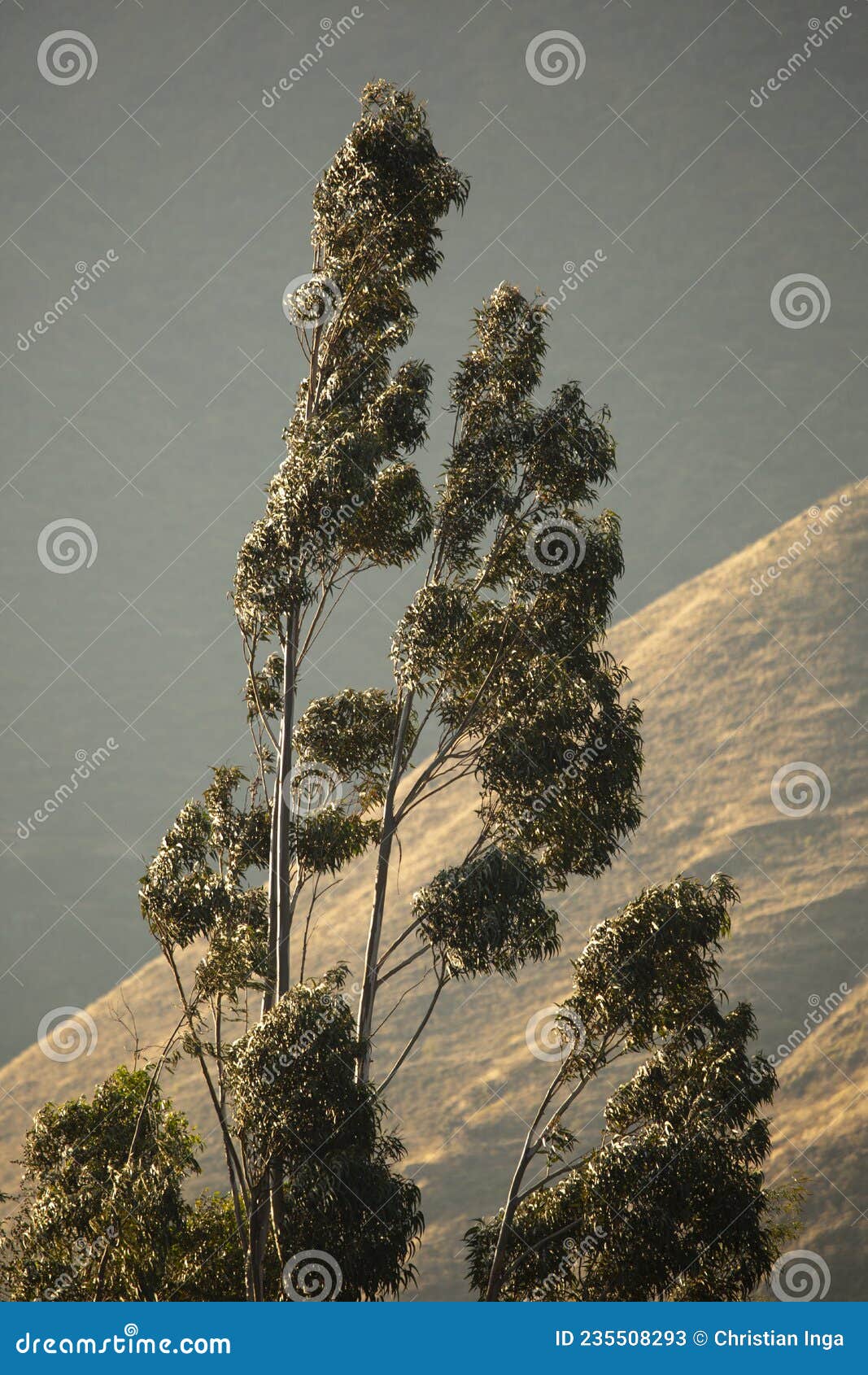 Image of Eucalyptus Tree in Peruvian Andes. Stock Image - Image of ...
