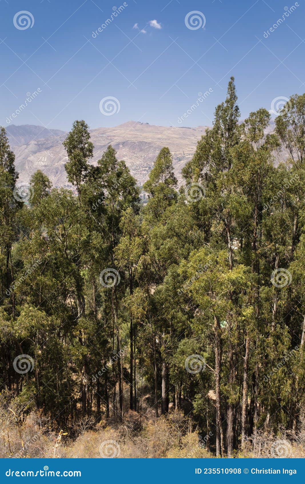 Image of Eucalyptus Tree in Peruvian Andes. Stock Photo - Image of ...