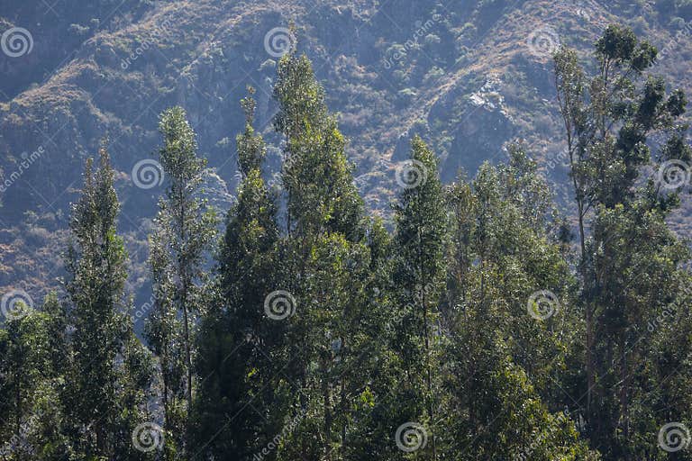 Image of Eucalyptus Tree in Peruvian Andes. Stock Image - Image of ...