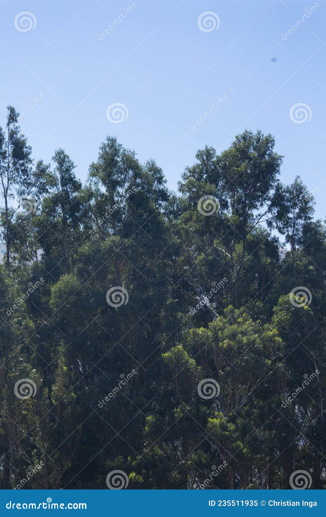 Image of Eucalyptus Tree in Peruvian Andes. Stock Image - Image of ...