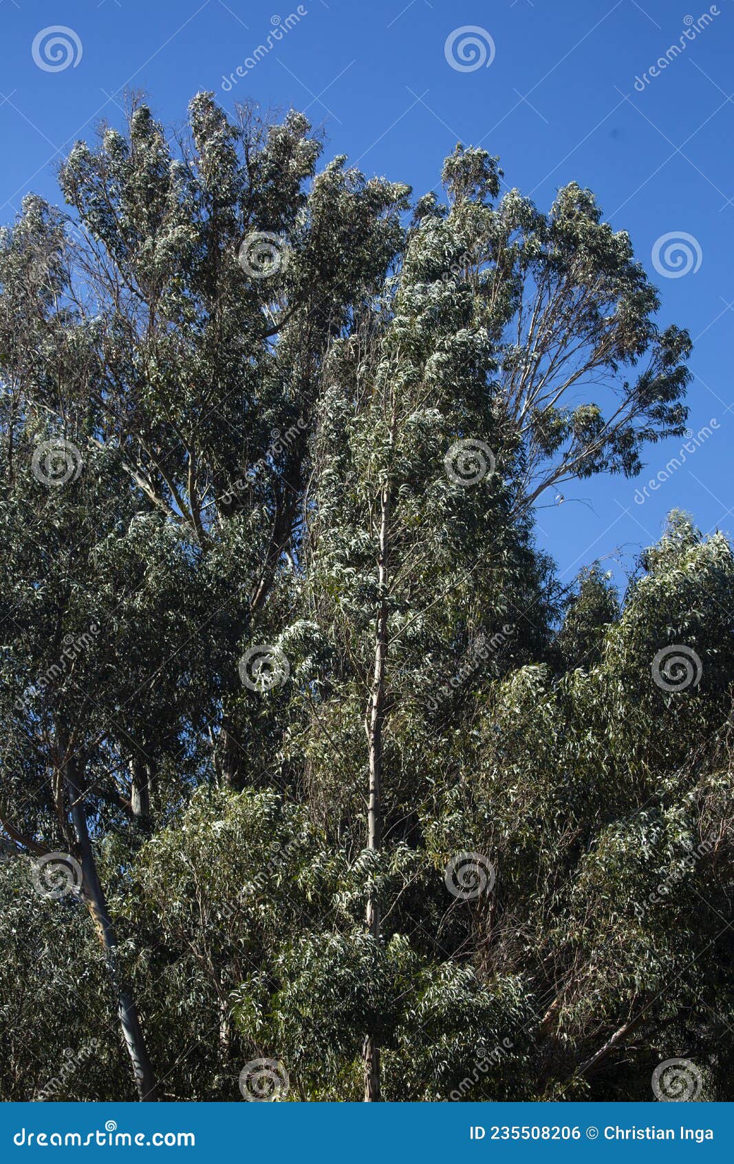 Image of Eucalyptus Tree in Peruvian Andes. Stock Photo - Image of ...