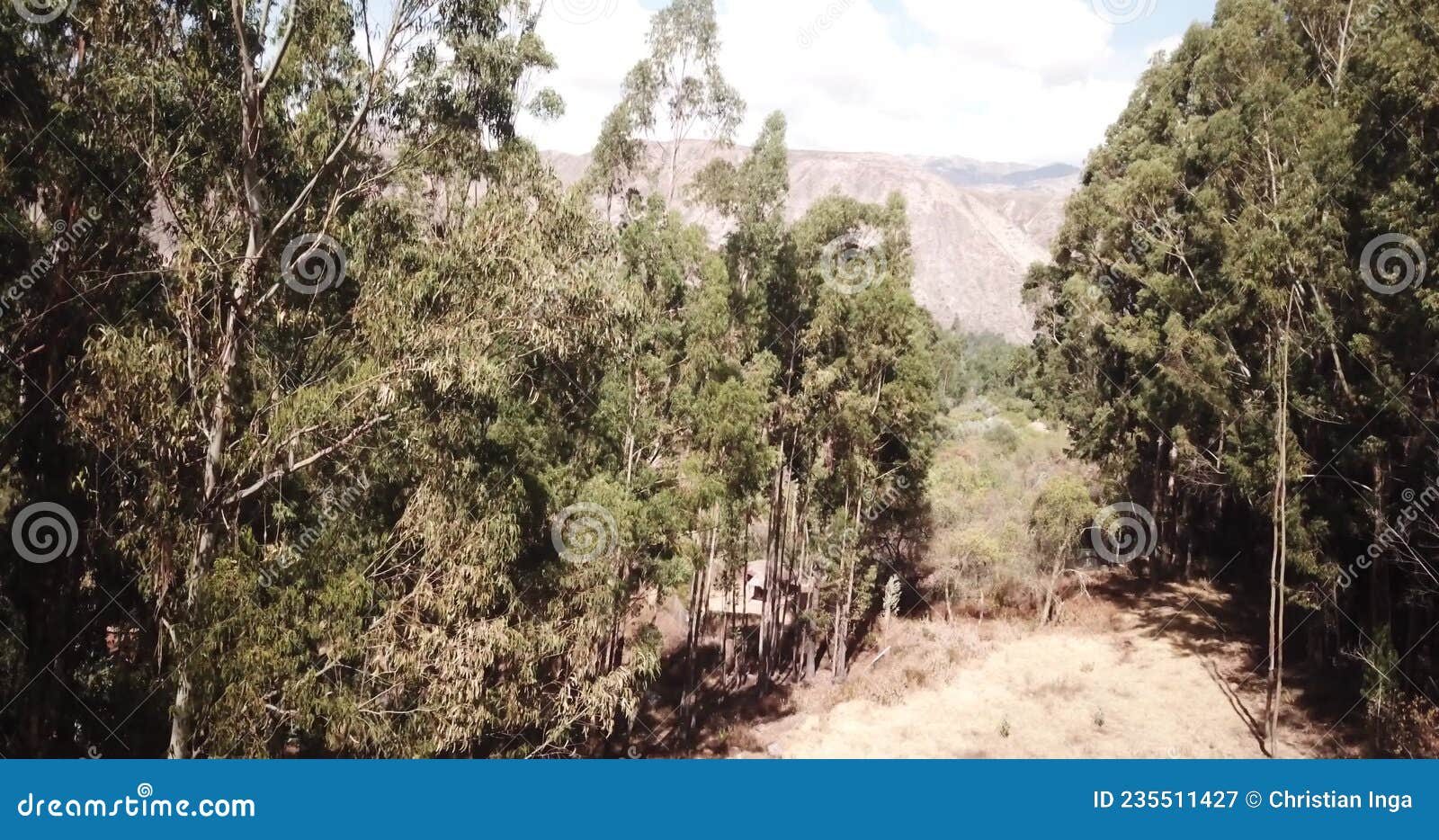 Image of Eucalyptus Tree in Peruvian Andes. Stock Video - Video of ...