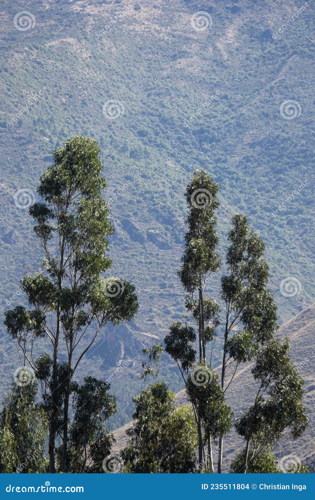 Image of Eucalyptus Tree in Peruvian Andes. Stock Photo - Image of ...