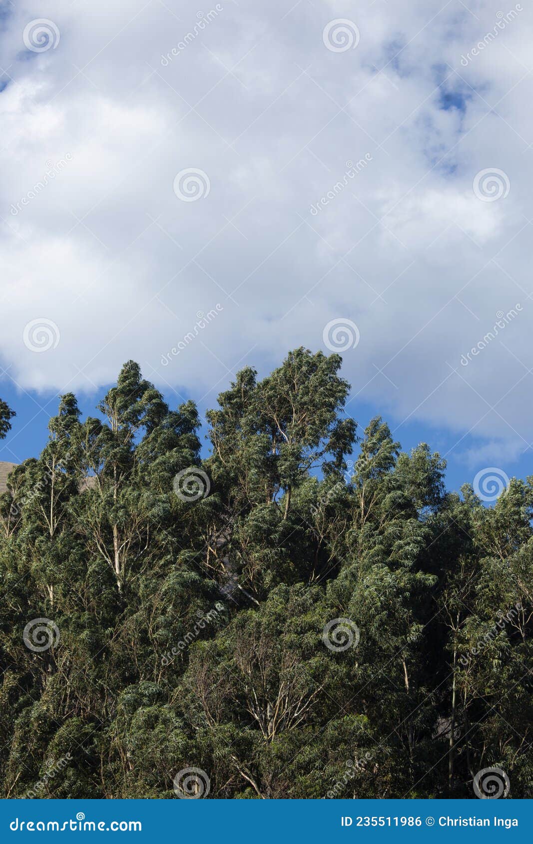 Image of Eucalyptus Tree in Peruvian Andes. Stock Photo - Image of ...