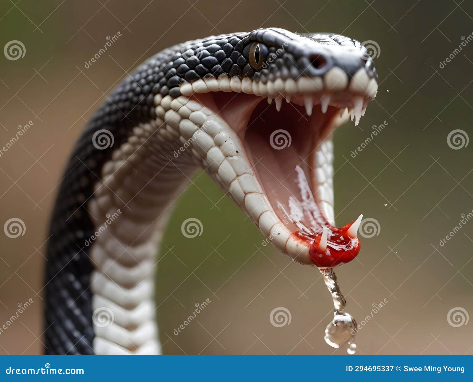 Image of the Evil Cobra Dripping and Spitting Venom. Stock Illustration ...