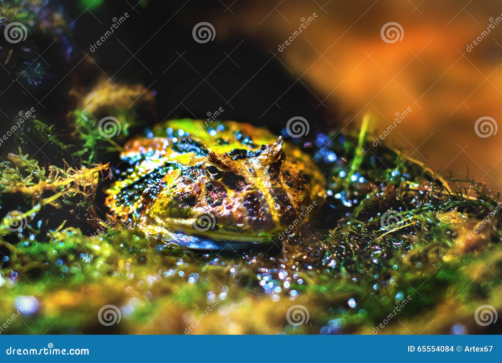 Image Exotic Amphibians Brazilian Horned Toad Stock Photo - Image of ...