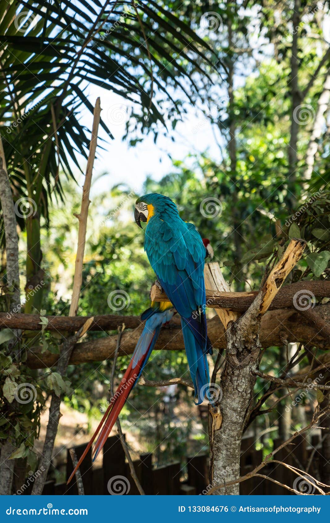 Blue Parrot stock photo. Image of animal, parrot, macaw - 133084676