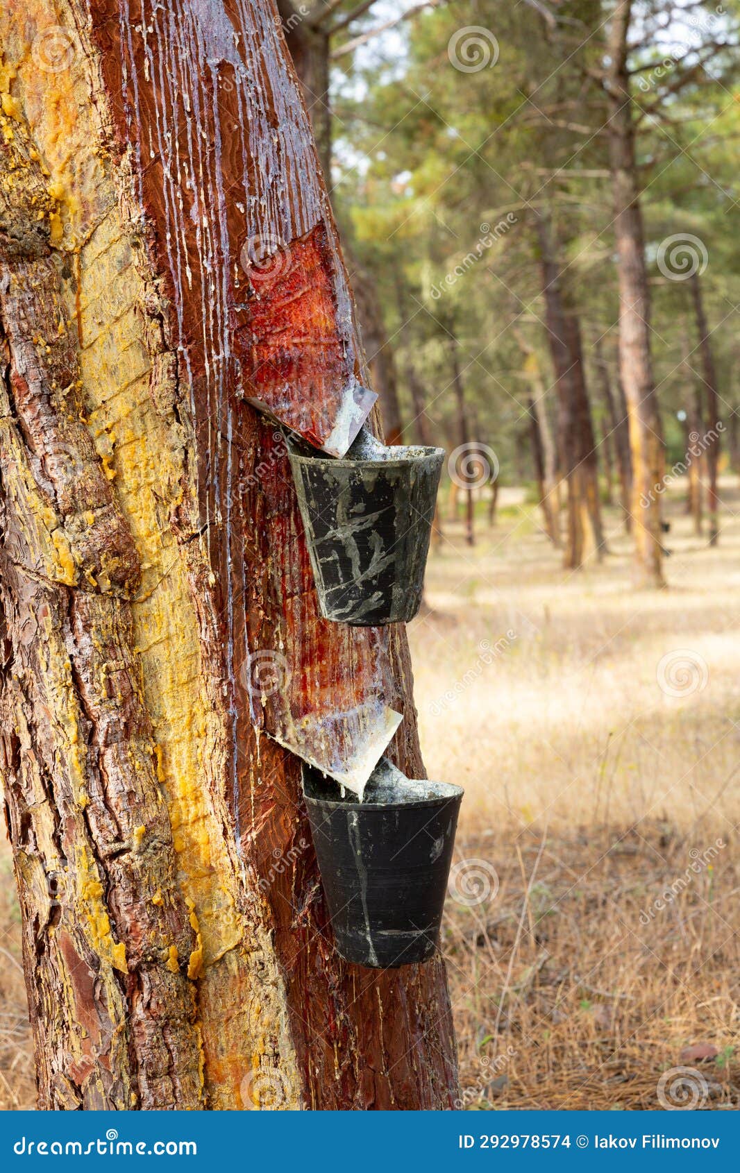 Image of Extraction of Resin in a Pine Forest at Sunny Day Stock Photo ...