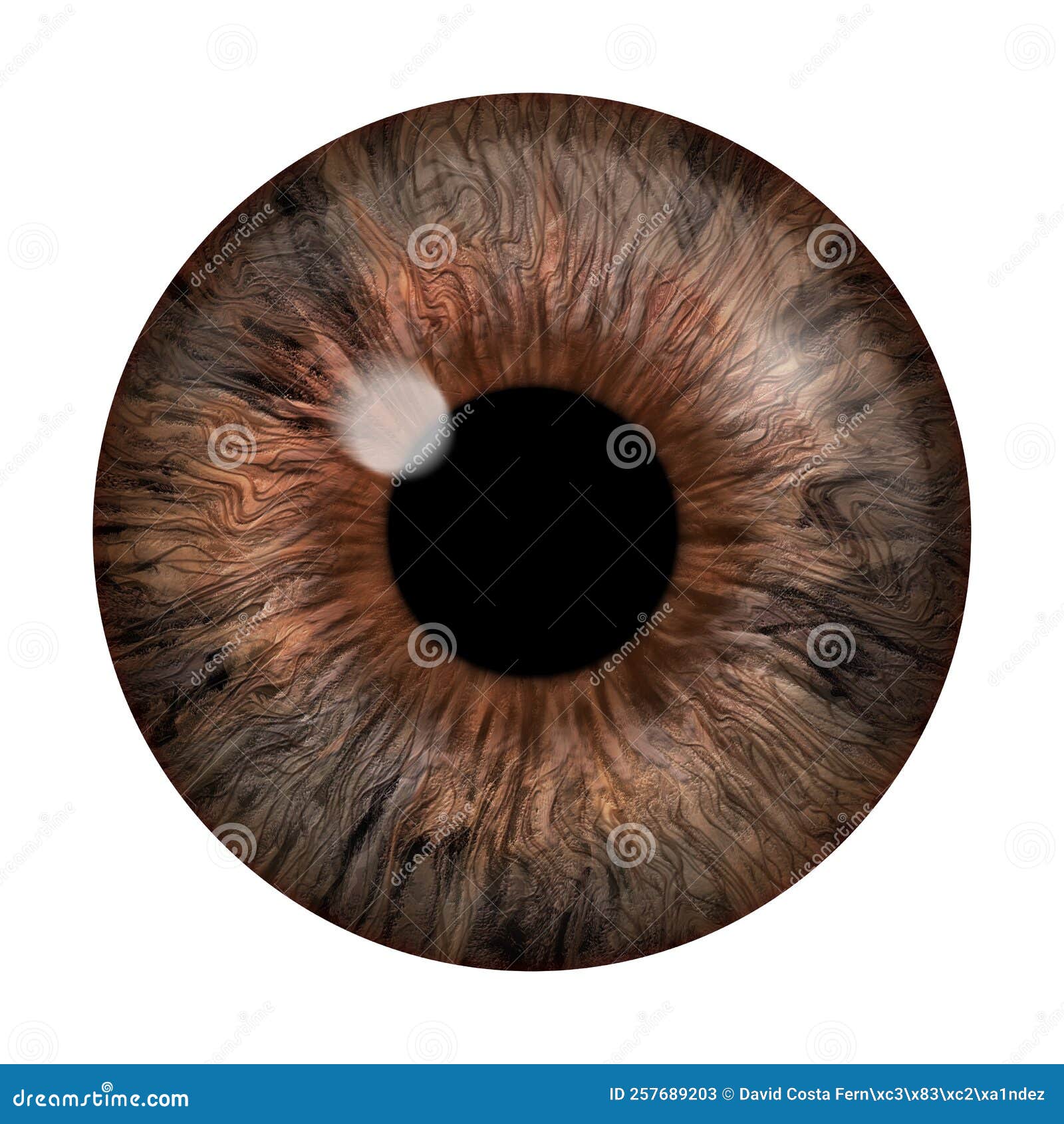 Realistic Image of an Eye. Iris, Cornea, Retina with Luminous Flash ...