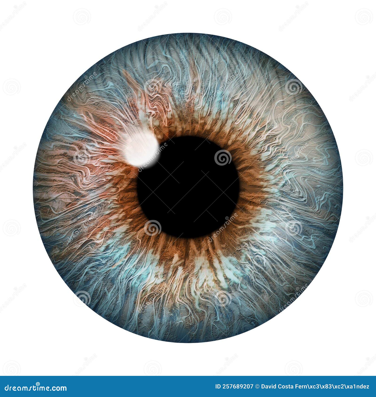 Realistic Image of an Eye. Iris, Cornea, Retina with Luminous Flash ...