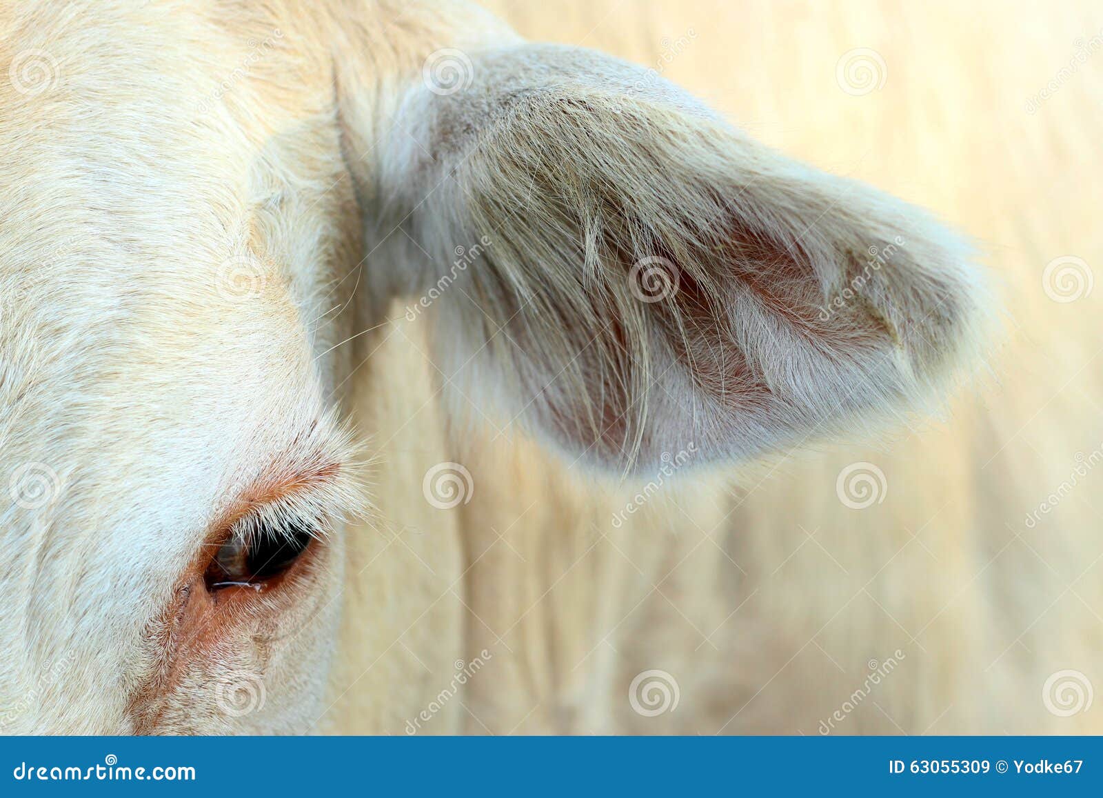 Image of an Eye and Ear Cow Stock Image - Image of hair, cows: 63055309