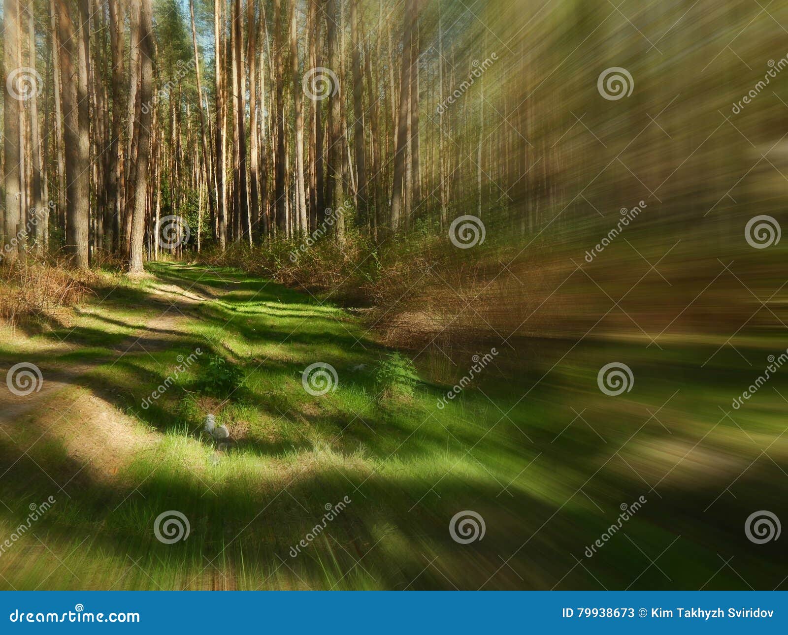 Image of Fabulous Forest in the Summer Close-up Zoom Effect Stock Image ...