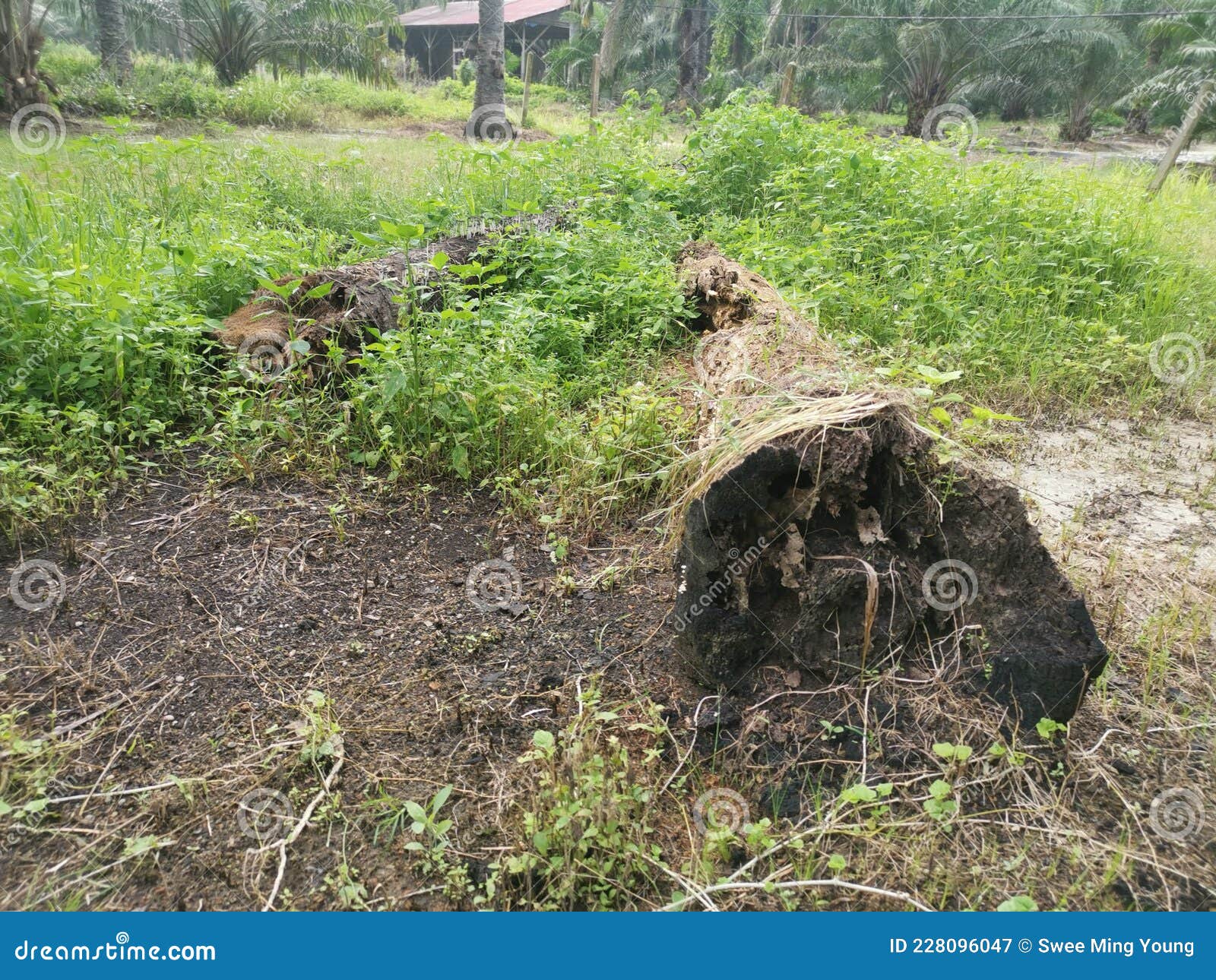 The Fallen Decompose Tree Trunk on the Ground Stock Image - Image of ...