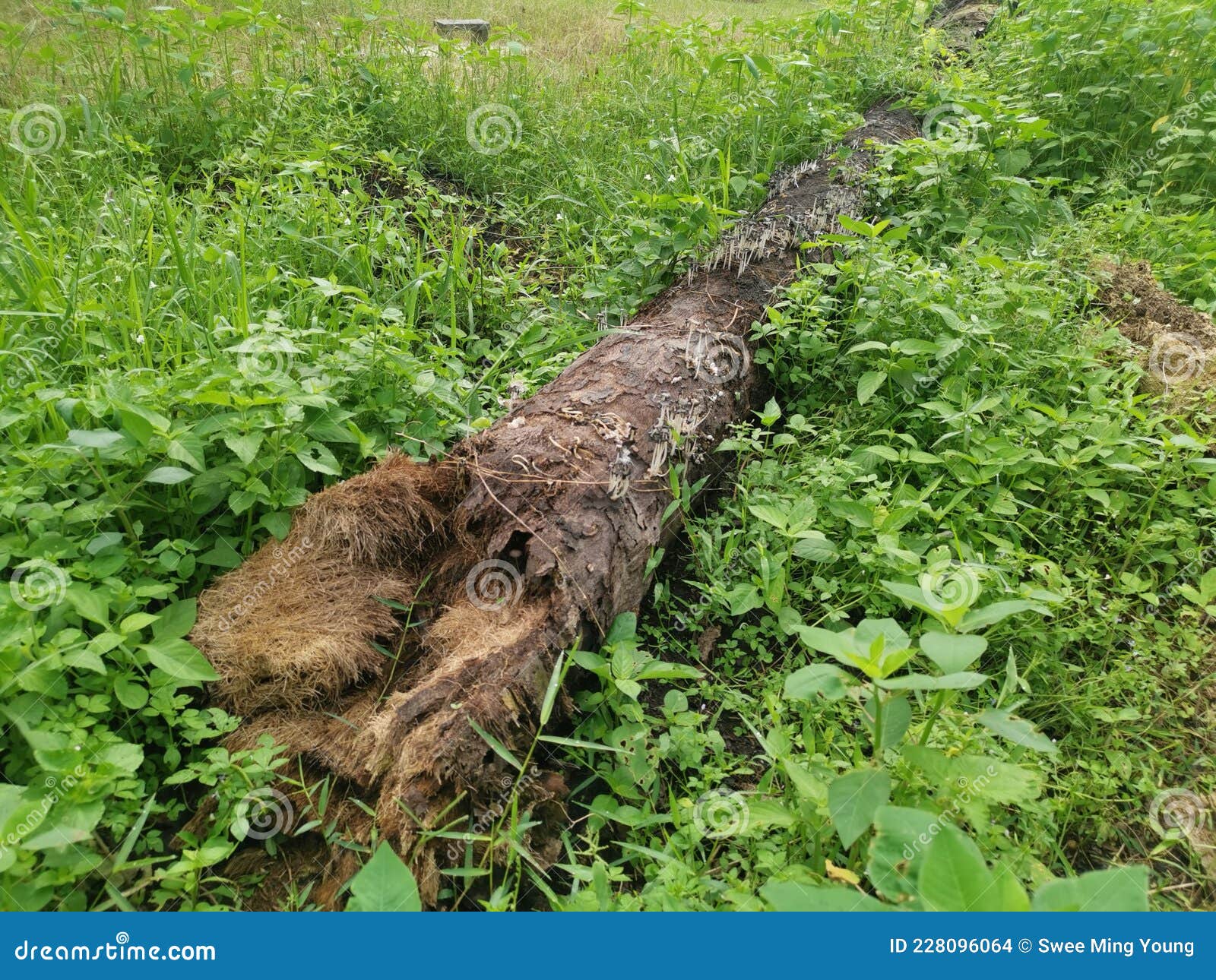 The Fallen Decompose Tree Trunk on the Ground Stock Photo - Image of ...