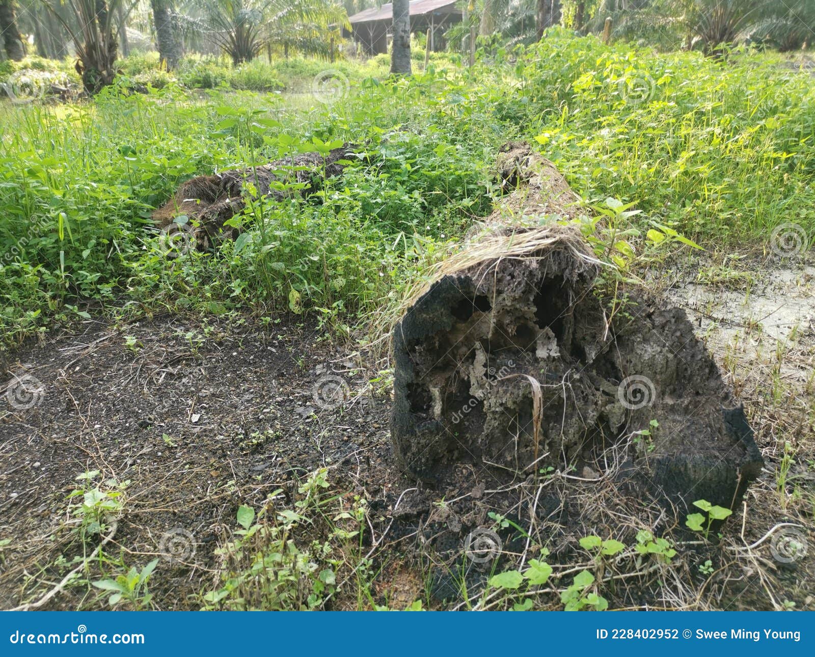 The Fallen Decompose Tree Trunk on the Ground Stock Photo - Image of ...