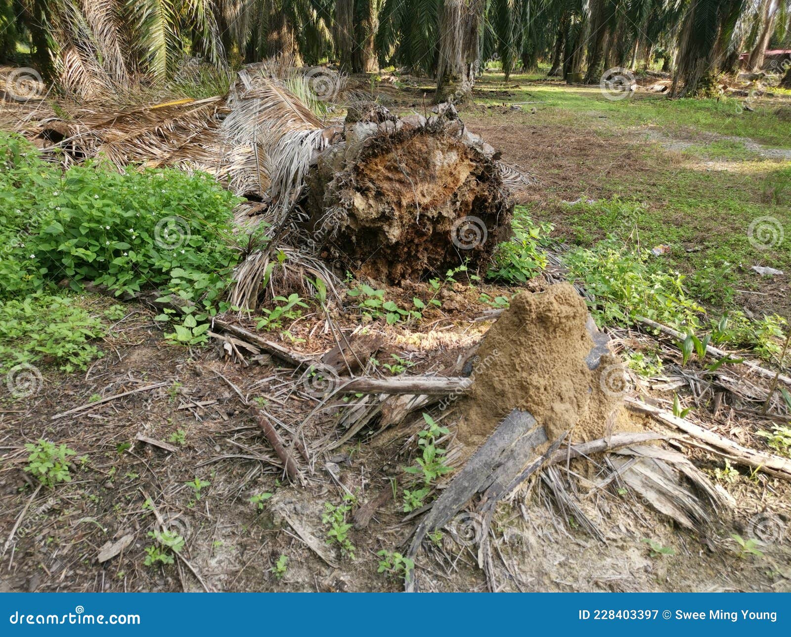 The Fallen Decompose Tree Trunk on the Ground Stock Image - Image of ...