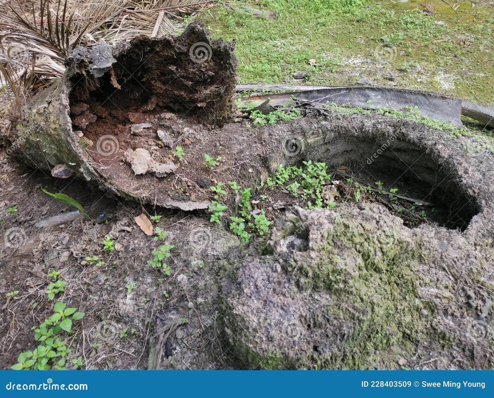 The Fallen Decompose Tree Trunk on the Ground Stock Image - Image of ...