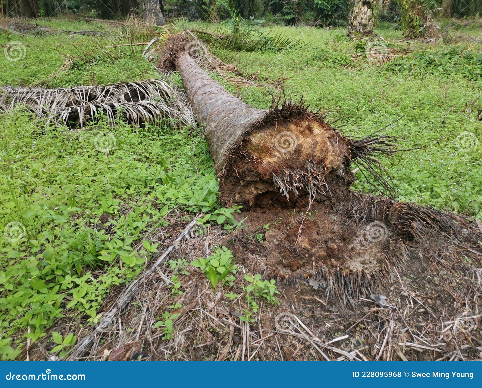 The Fallen Decompose Tree Trunk on the Ground Stock Photo - Image of ...