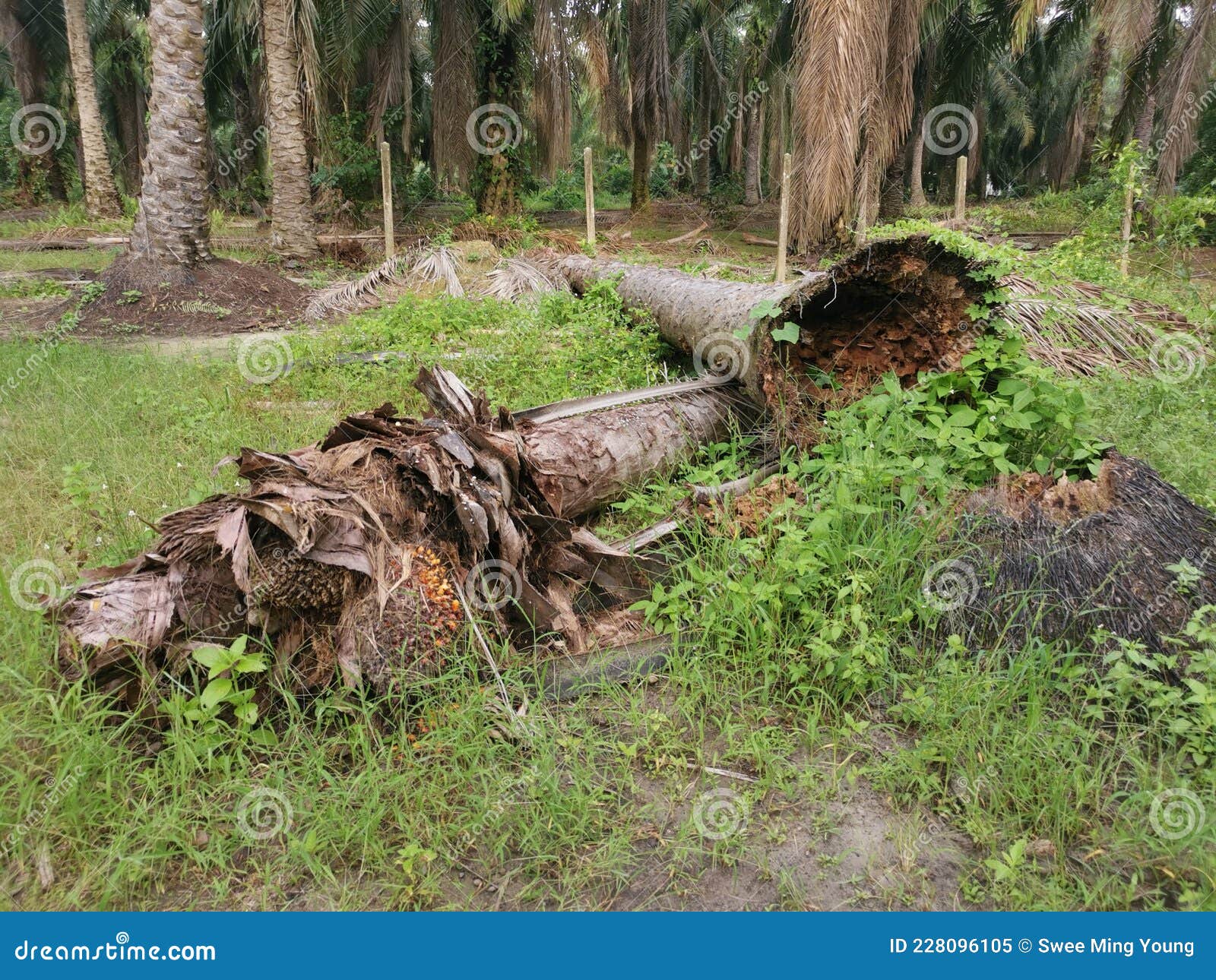 The Fallen Decompose Tree Trunk on the Ground Stock Image - Image of ...